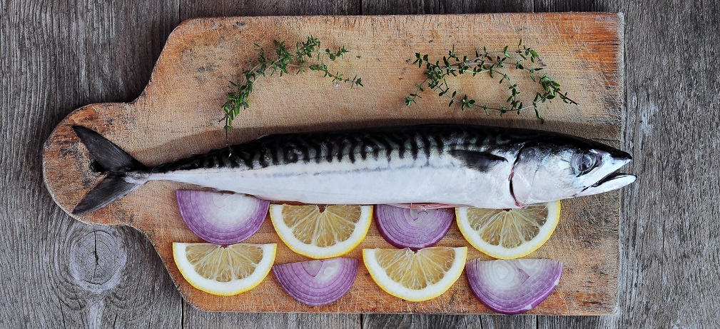 Obecně o makrele obecné - Diana Fish